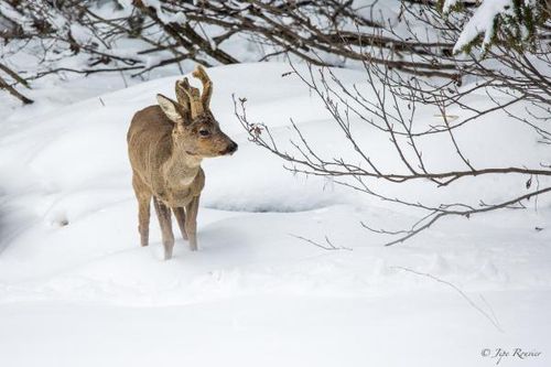 Chez Francine - Rhône-Alpes