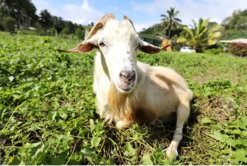 Jo's Farmstay-charming Holiday Farm Close To Famous Muri Beach - Rarotonga